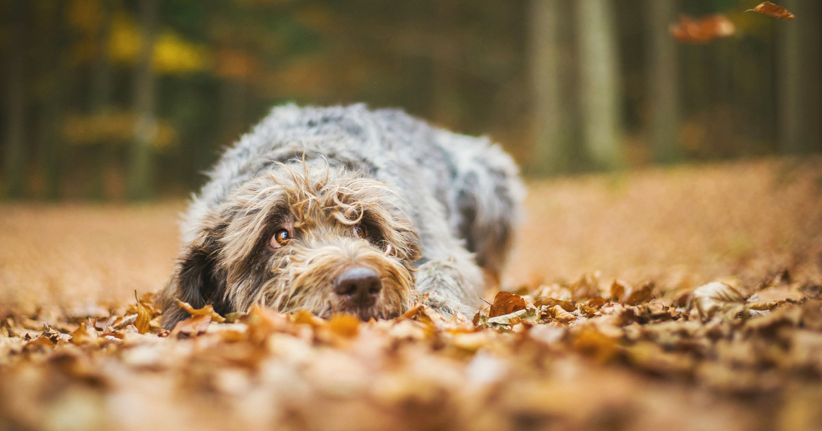 Eating Feces: A Bad Habit or a Nutritional Problem? · barfer.ie