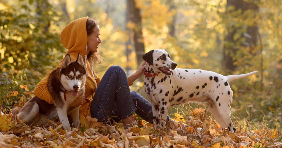 Pes domáci - všetko, čo by ste mali vedieť · BARFER.sk