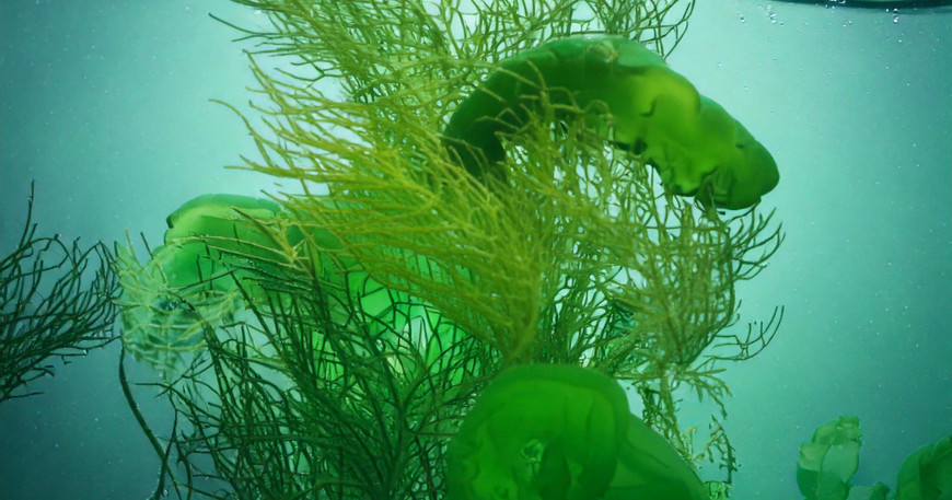 Výhody morských rias pre zdravie psa · BARFER.sk